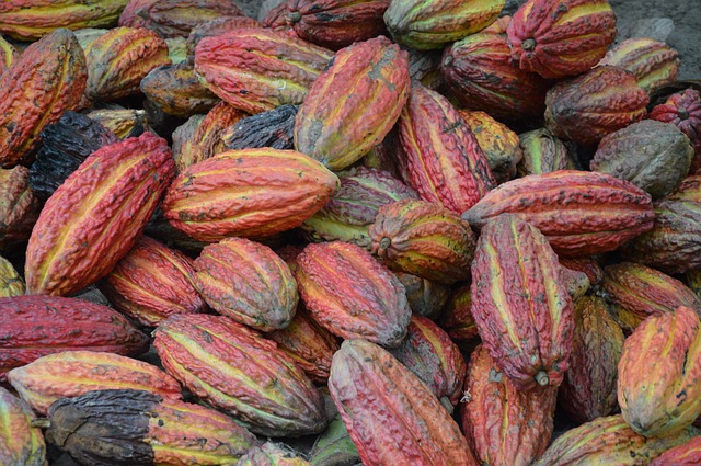 Hope Blooms For Philippine Cocoa Through Seed Core