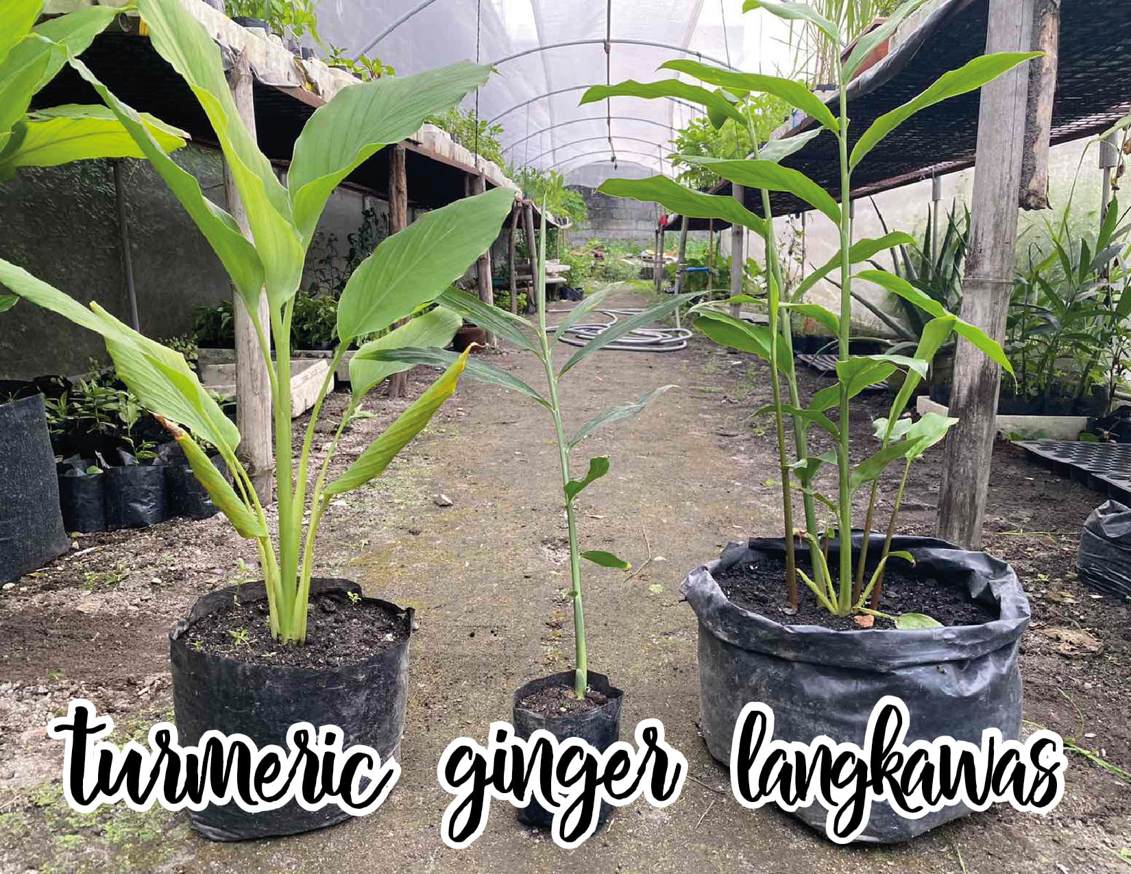 ‘Sili’ Seller Turns Farming Into A Big Business